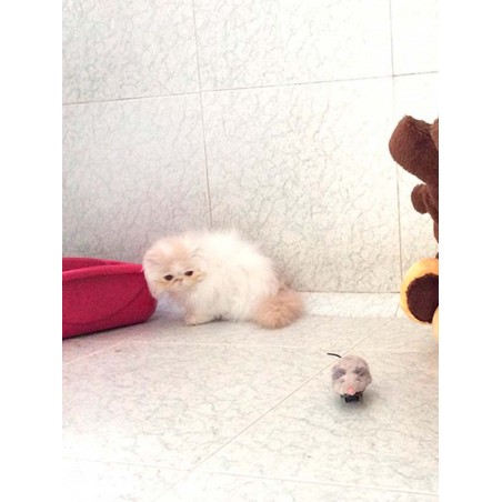 GUARDERIA PARA FELINOS EN BOGOTA